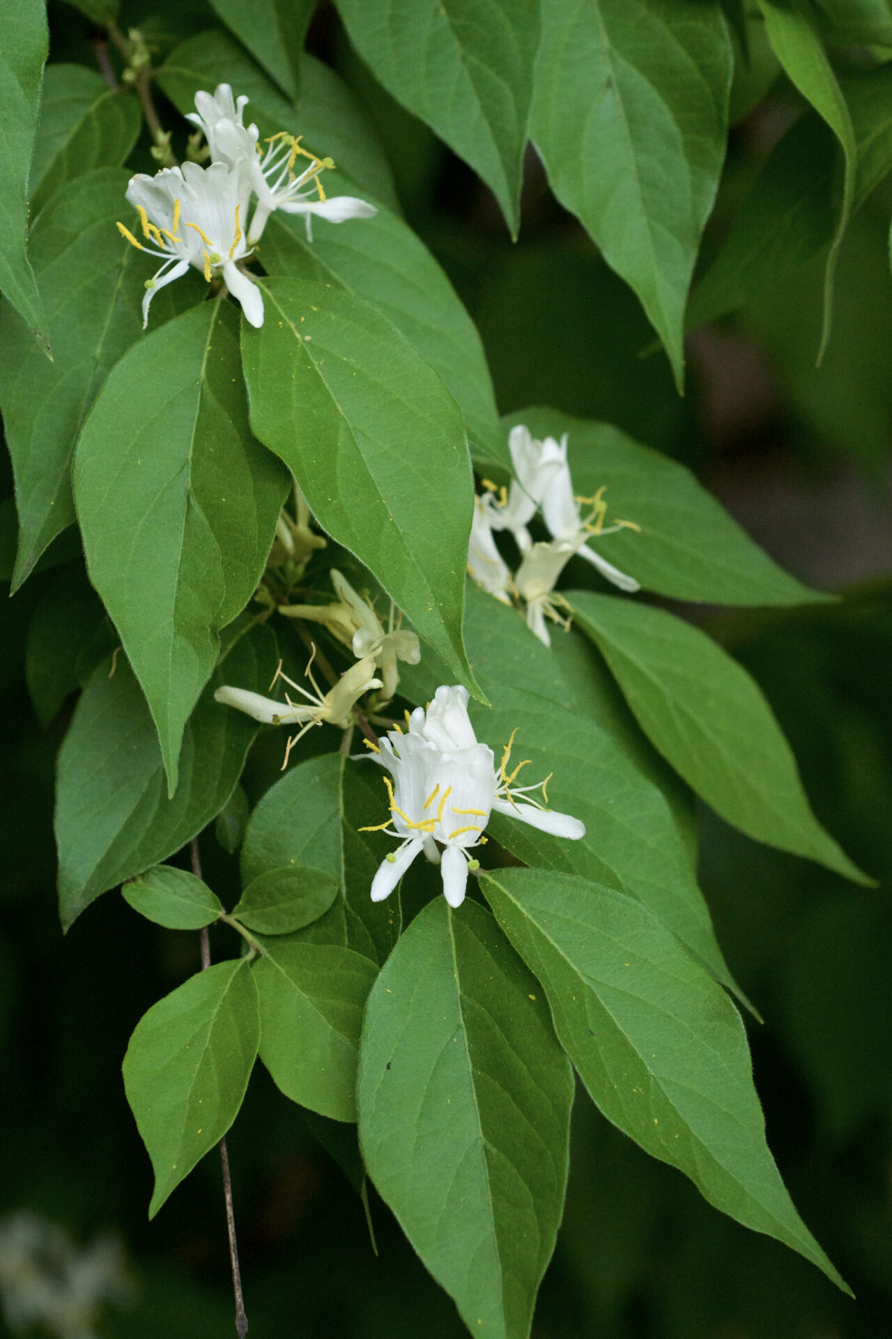 Invasive Species | Delaware Naturally part of Delaware Native Species ...