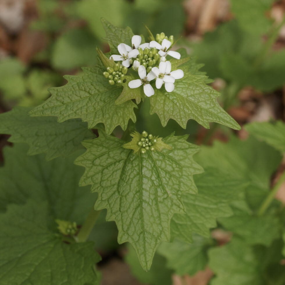 Invasive Species | Delaware Naturally part of Delaware Native Species ...
