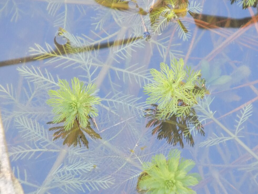 Invasive Species | Delaware Naturally part of Delaware Native Species ...