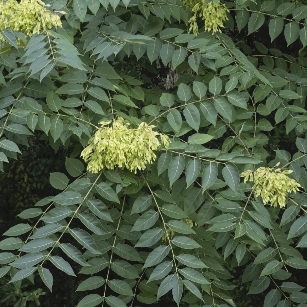 Invasive Species | Delaware Naturally part of Delaware Native Species ...
