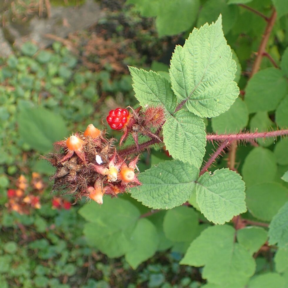 Invasive Species | Delaware Naturally part of Delaware Native Species ...