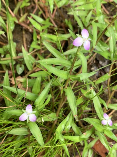 Invasive Species | Delaware Naturally part of Delaware Native Species ...